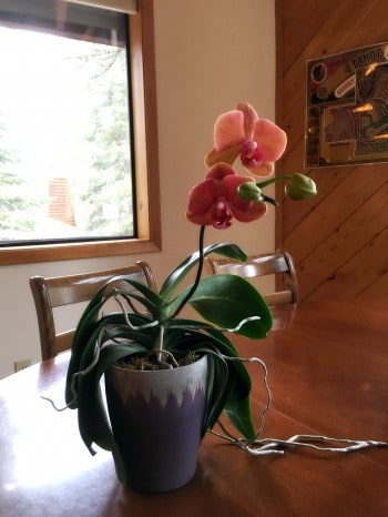 The Orchid that Would "Never" Bloom: Gold Membership Videos for April ...